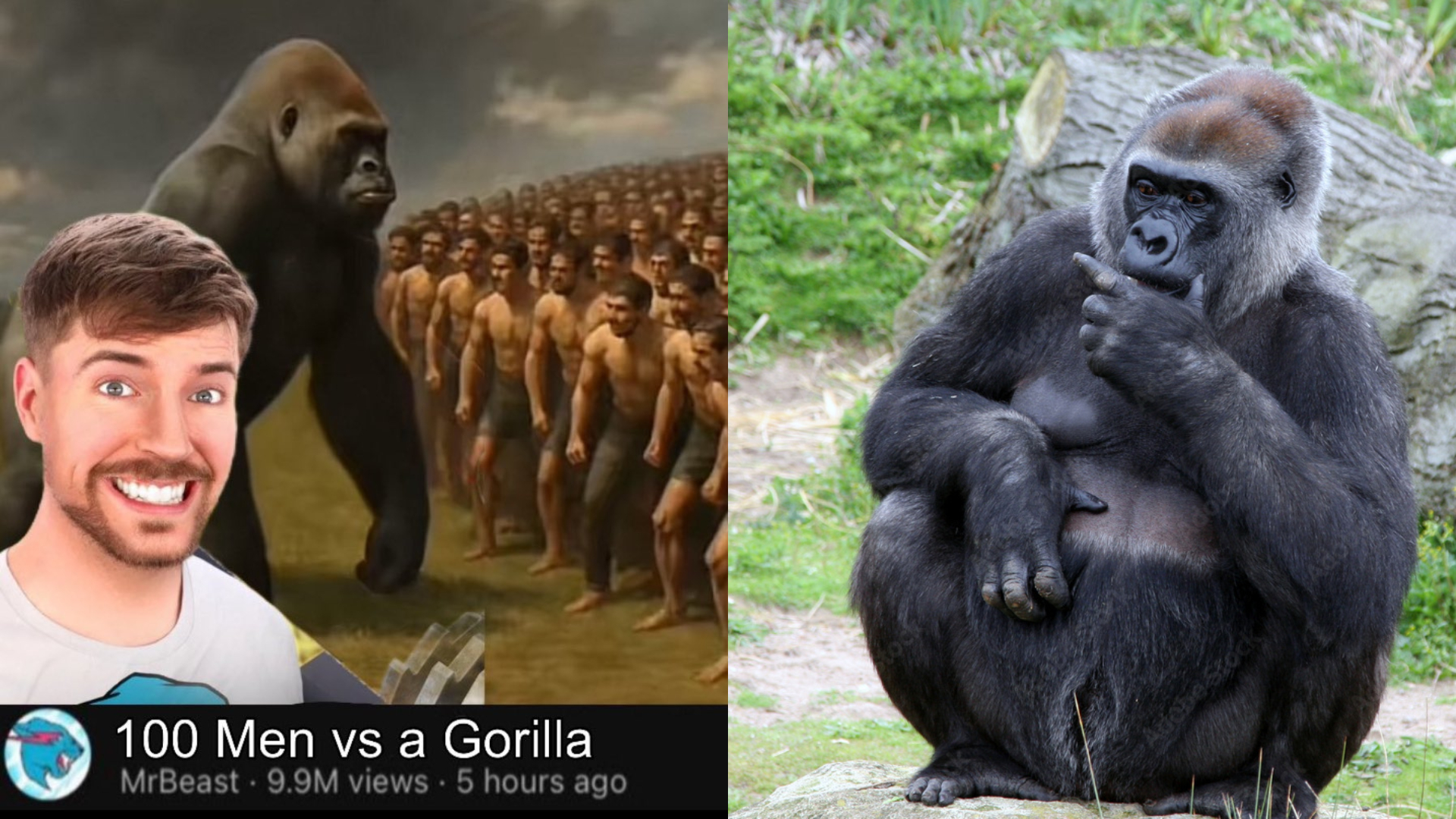 MrBeast quiere hacer un combate de 100 hombres vs. 1 gorila